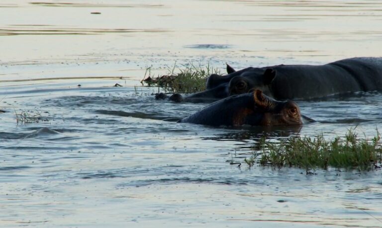 What Do Hippos Eat? Diet, Feeding Habits & Portions - Wild Animal Pets