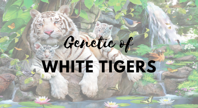 What Is Inbreeding of White Tigers? - Beauty and an Ethical Dilemma ...