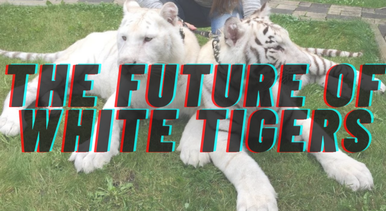 What Is Inbreeding of White Tigers? - Beauty and an Ethical Dilemma ...