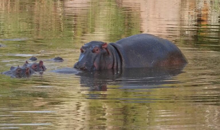 What Do Hippos Eat? Diet, Feeding Habits & Portions - Wild Animal Pets
